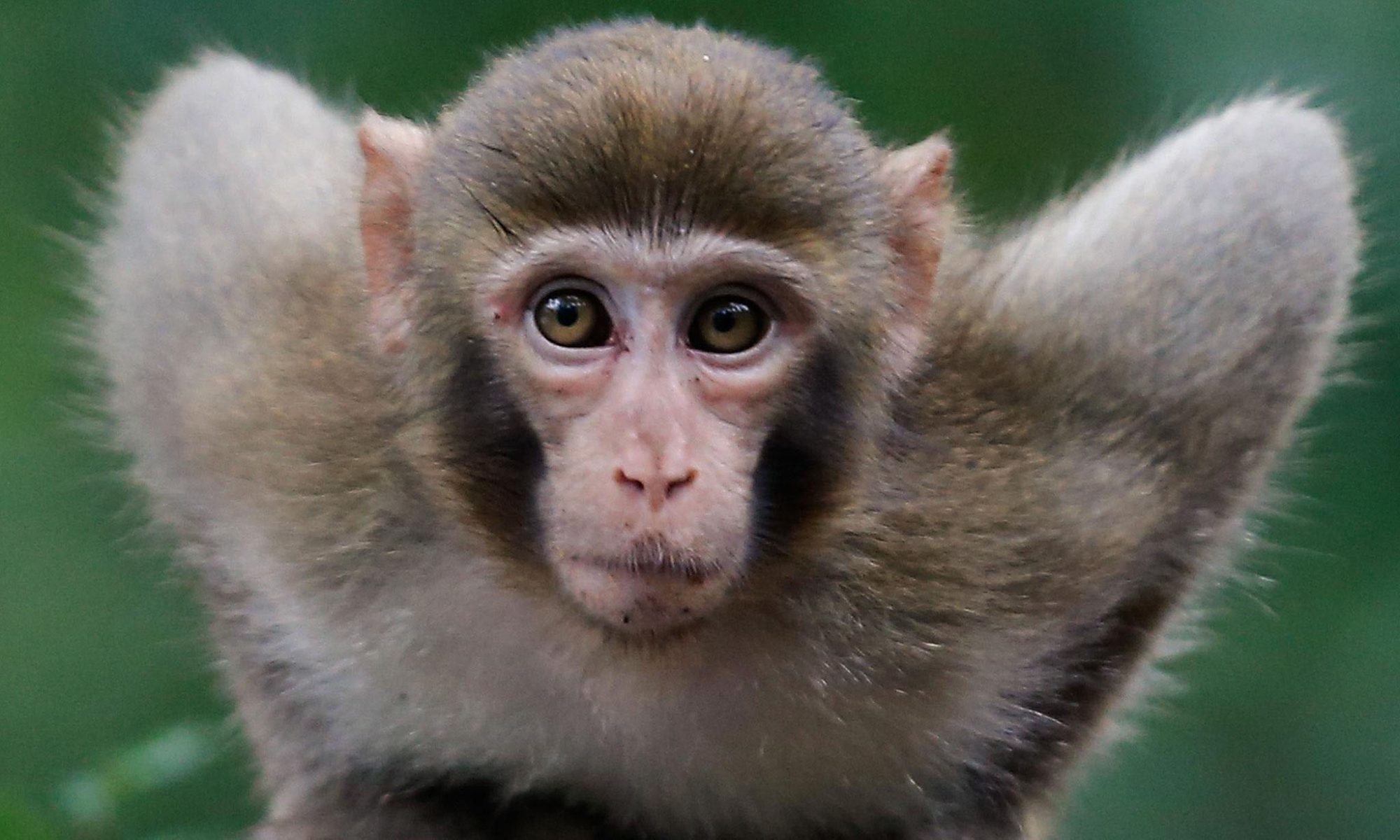 Blog – A Few Monkeys Short